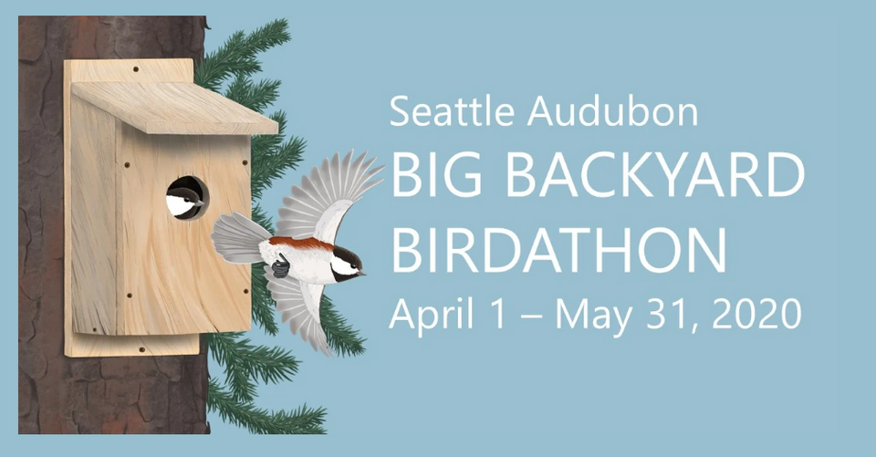 Seattle Audubon Big Backyard Birdathon at Birds Connect Seattle in ...