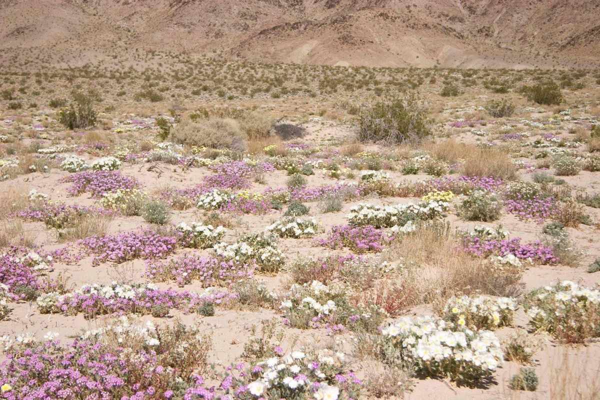 The Impact of Utility-scale Solar Development on Native Bees in Arid ...
