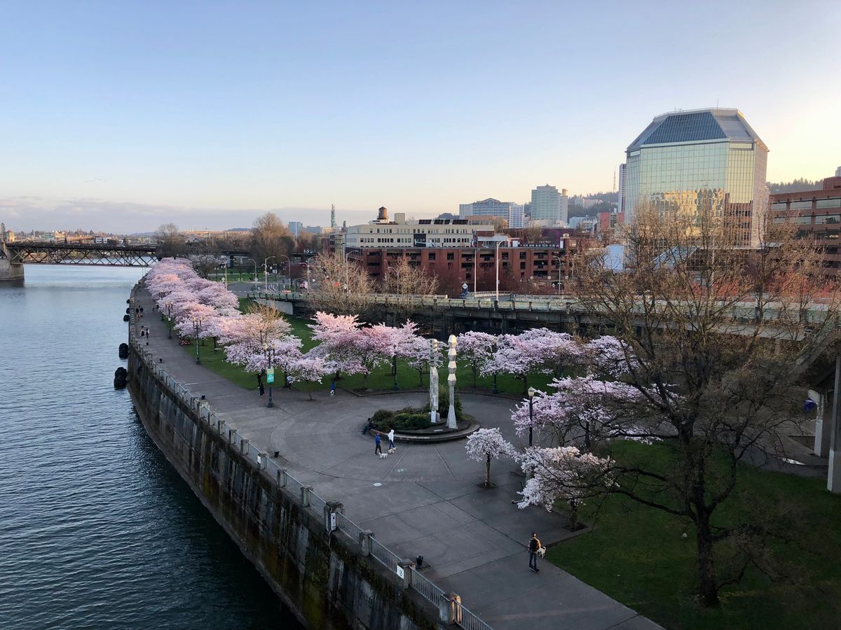 Waterfront Park Cherry Blossoms at Tom McCall Waterfront Park in ...