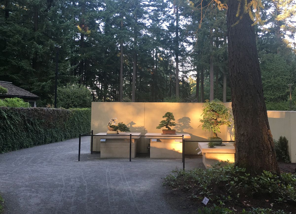 Pacific Bonsai Museum Summer Solstice at Pacific Bonsai Museum in ...