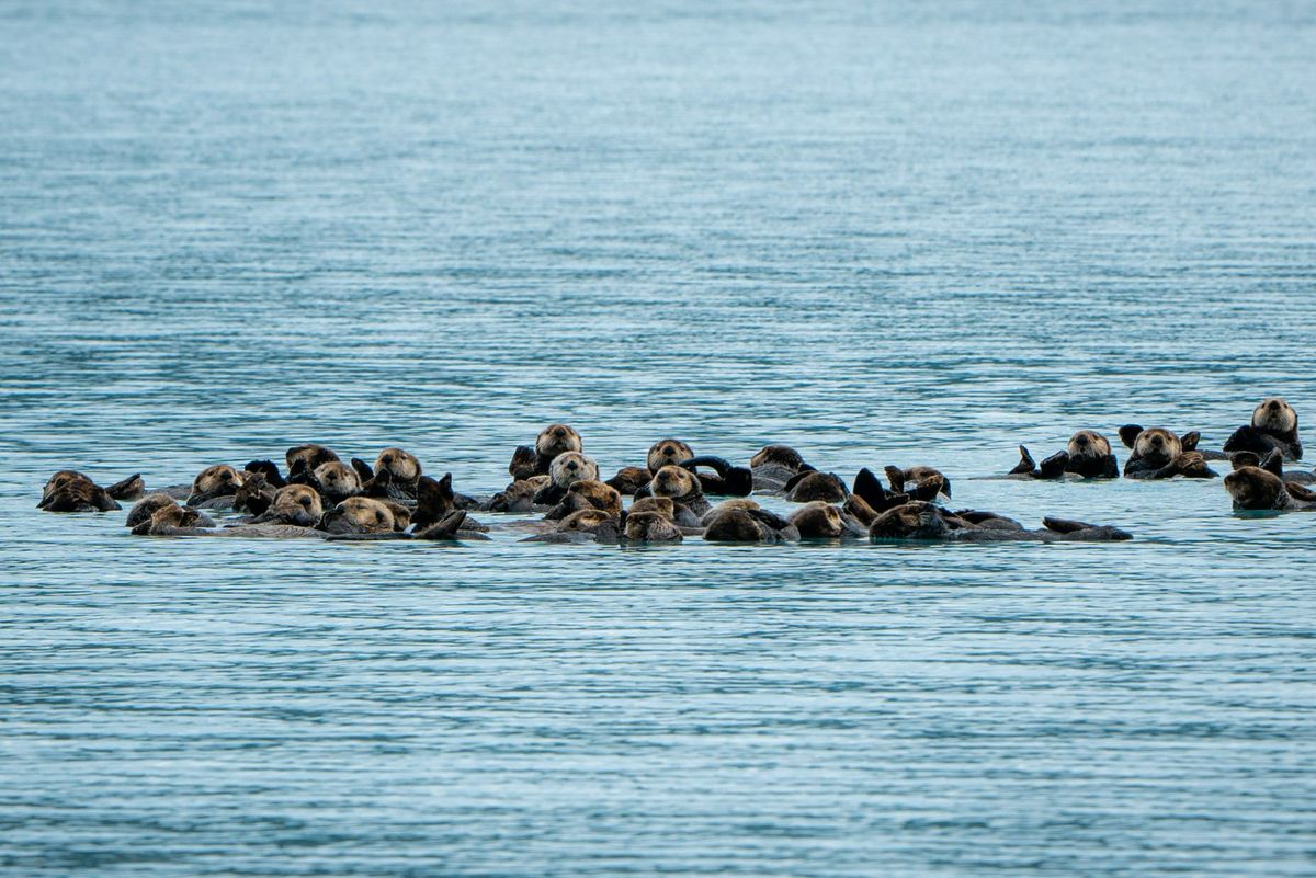 Science Pub Portland: Sea Otters: Bringing Oregon’s Climate Change ...