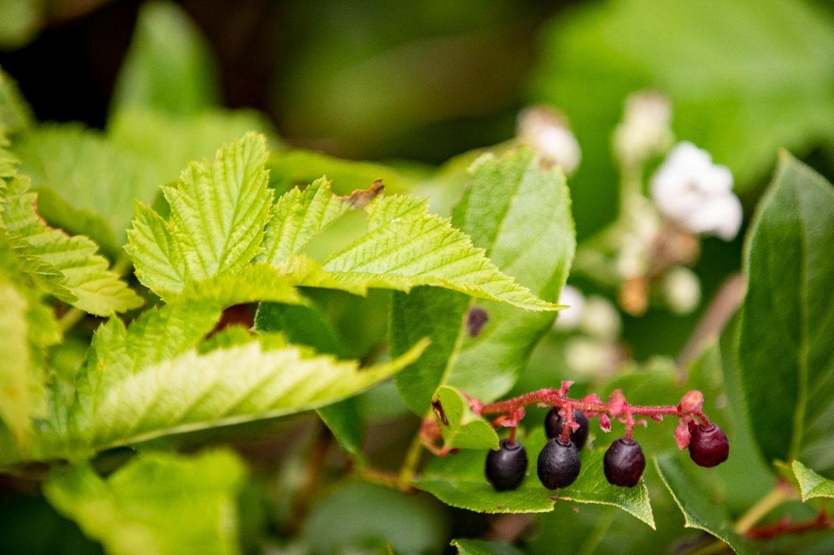Urban Foraging: Weeds & Wild Foods at Discovery Park in Seattle, WA ...