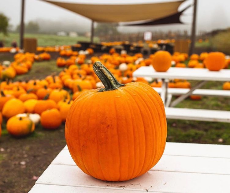 Your Guide to 2023 Fall Festivities Around Portland - EverOut Portland