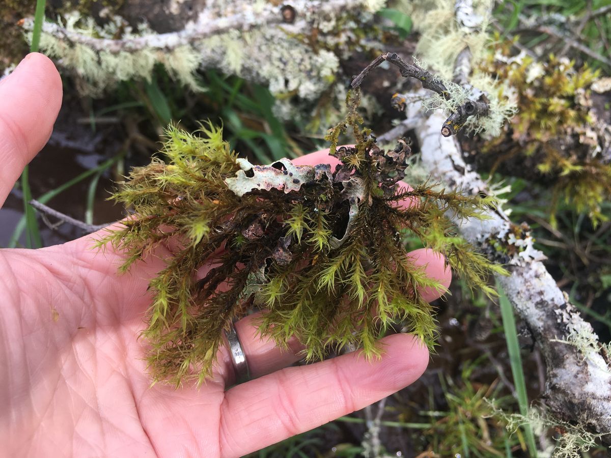 Heavy Metals in Moss Guide Environmental Justice Investigation: a ...