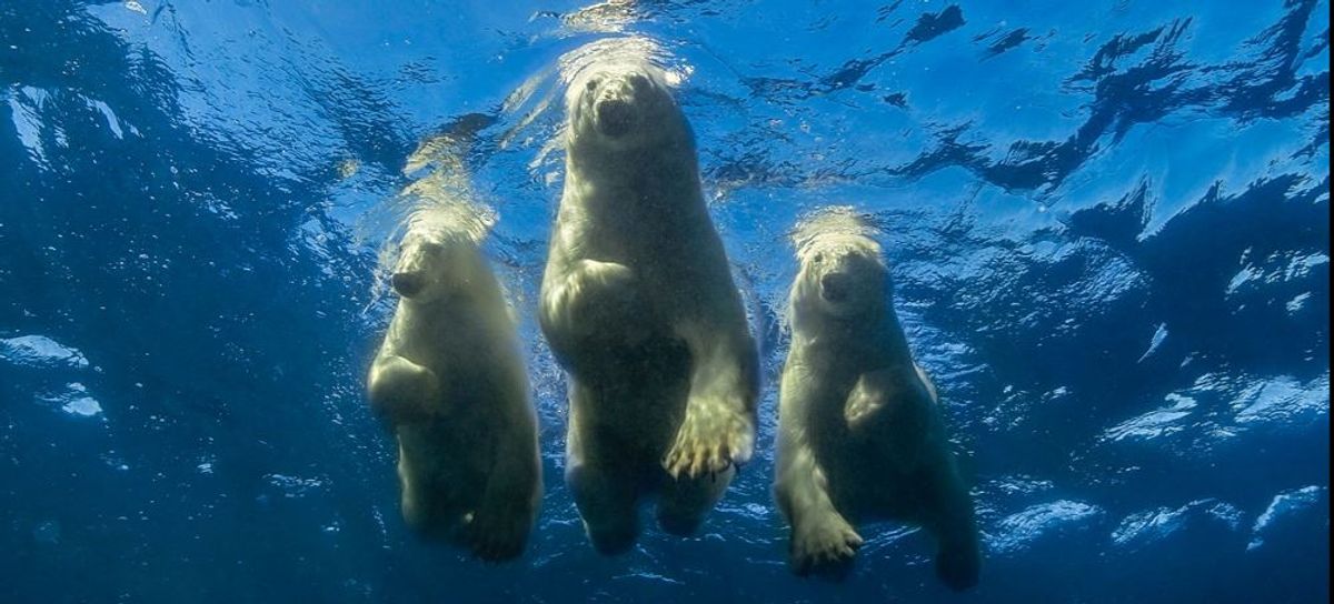 Gorges Polar Bear Plunge 2023 at Gorges Beer Co. in Cascade Locks, OR ...