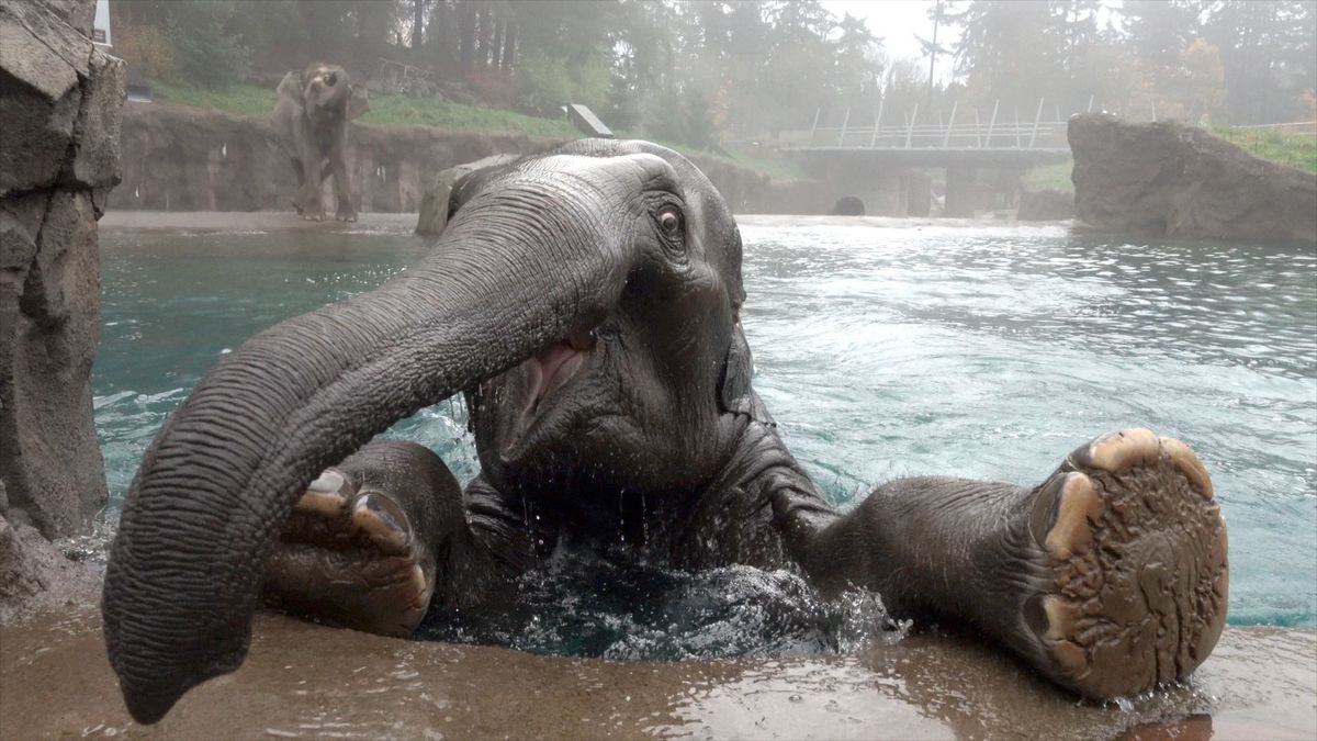 Oregon Zoo - 4001 SW Canyon Rd. - Animals & Wildlife - Portland, OR ...