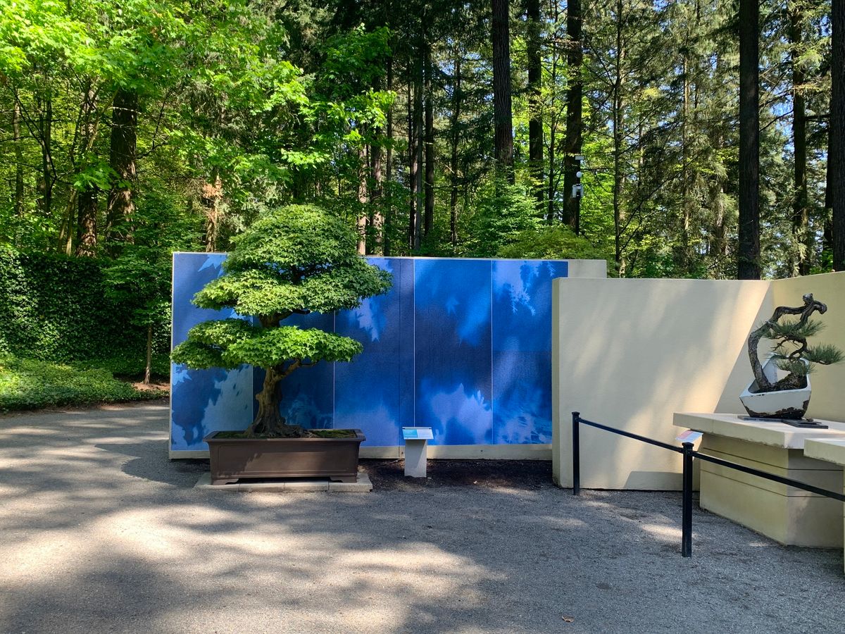 A Summer Bonsai Solstice Open House at Pacific Bonsai Museum in Federal ...