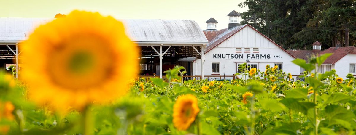 Sunflower Days at Knutson Farms in Sumner, WA - Every Friday–Sunday ...