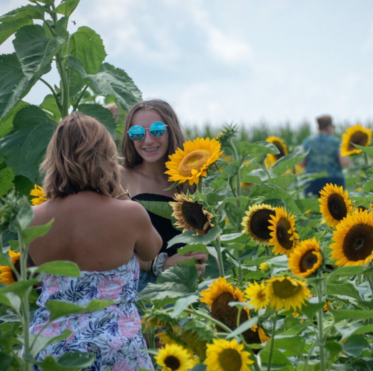 Sunflower Festival at Rutledge Corn Maze in Olympia, WA - Multiple ...