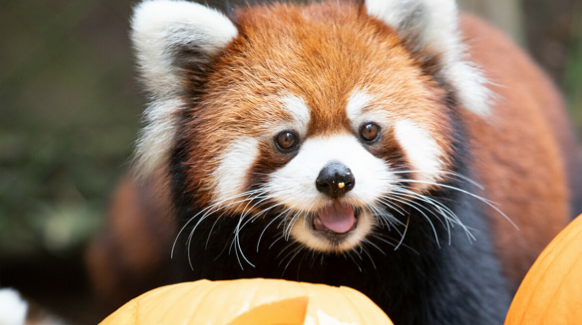Pumpkin Bash at Woodland Park Zoo in Seattle, WA - Every day, through ...