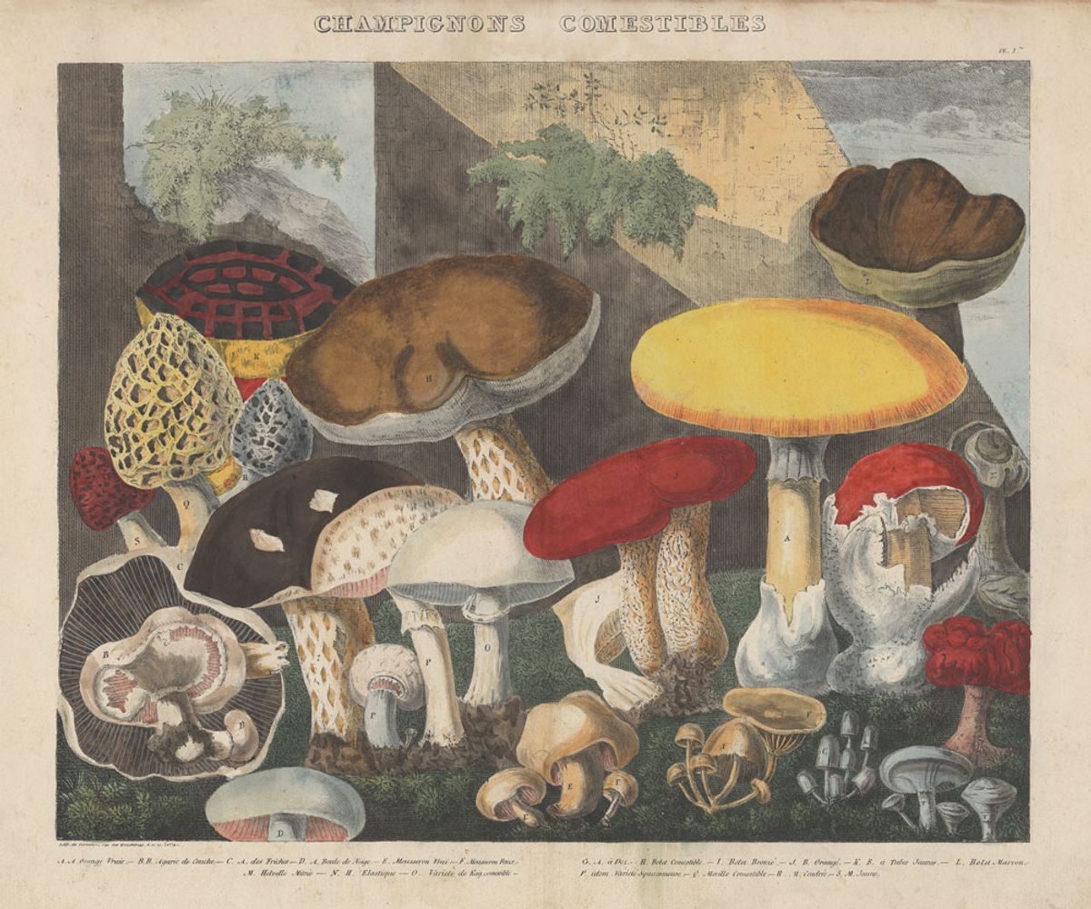 Atlas des Champignons: A Rediscovery of 19th c. Mycological ...