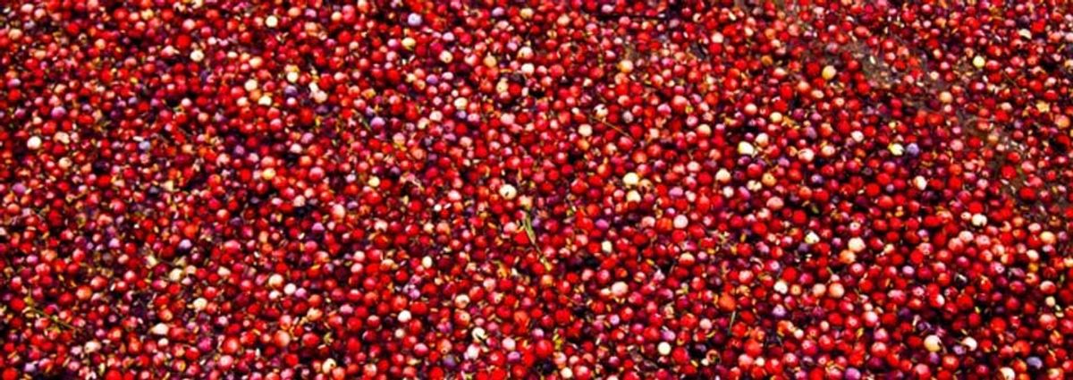 Cranberry Harvest Weekend at Long Beach in Long Beach, WA - Every day ...