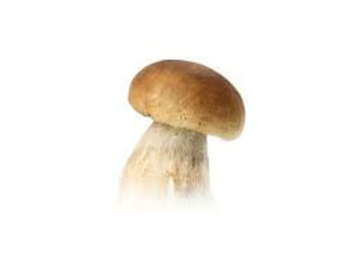 Wild Mushroom Show 2023 at Forest Park in Everett, WA - Sunday, October ...