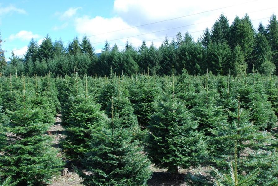 Trinity Tree Farm - 14237 228th Ave SE - Christmas Trees - Issaquah, WA ...