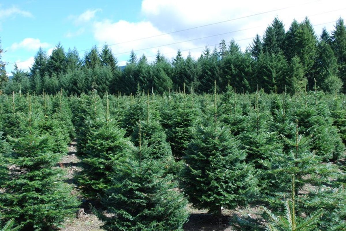 Trinity Tree Farm - 14237 228th Ave SE - Christmas Trees - Issaquah, WA ...