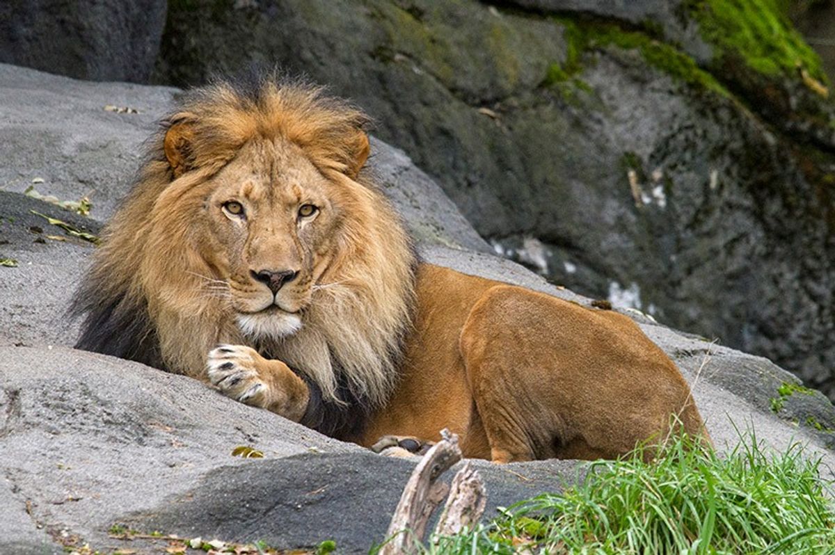 Woodland Park Zoo - 5500 Phinney Ave N - Animals & Wildlife - Seattle ...