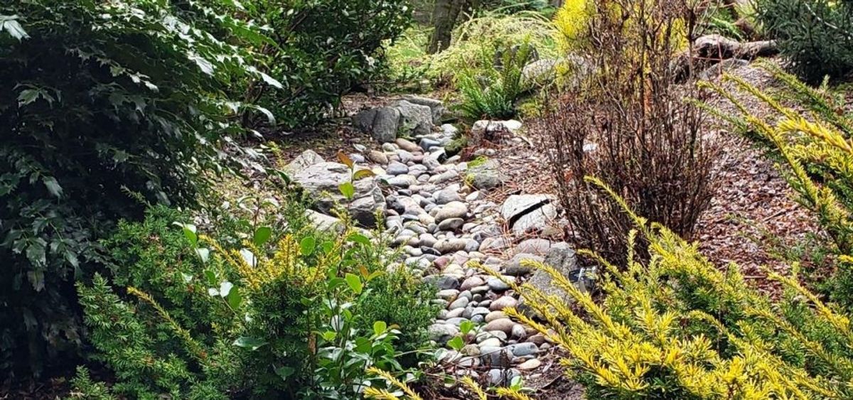 Tree Connections: Hornbeams, Catalpa, & Plane Trees at Hoyt Arboretum ...