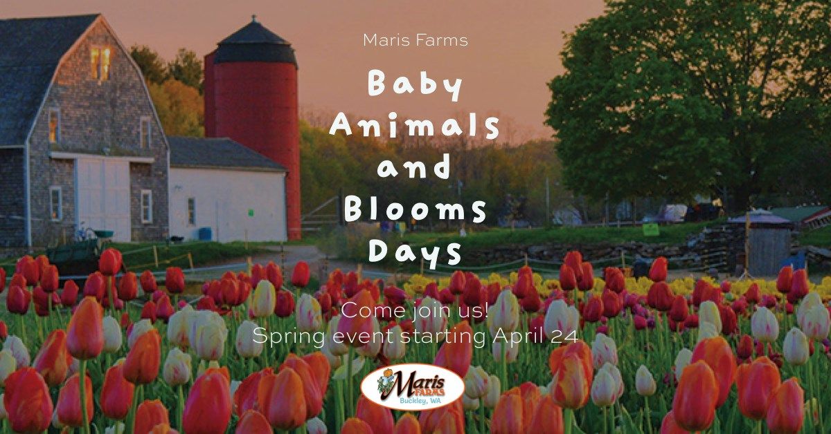 Baby Animals and Blooms Days at Maris Farms in Buckley, WA - Every ...