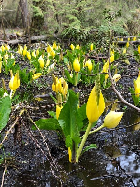 Swamp Lantern Festival at Northwest Stream Center in Everett, WA ...