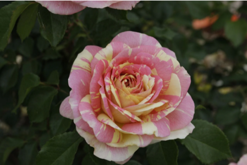 The Best In-Person Things to Do in Portland This Weekend: The Rose ...