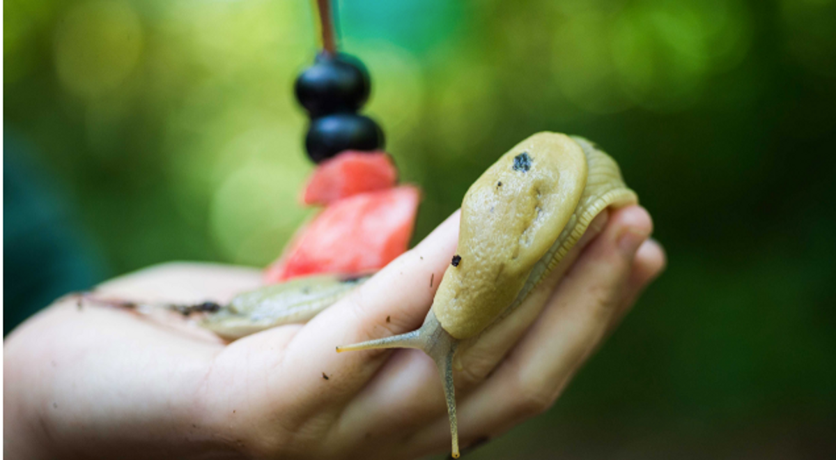 Slug Fest at Northwest Trek Wildlife Park in Eatonville, WA - Every day ...