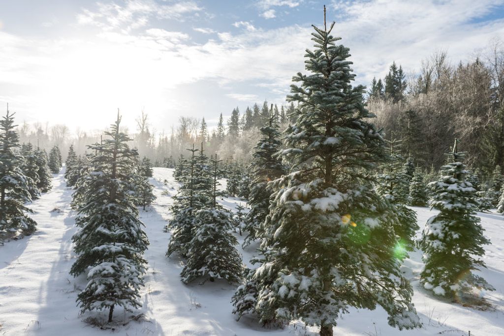 Where to Get Christmas Trees, Holiday Wreaths & More Festive Greenery ...