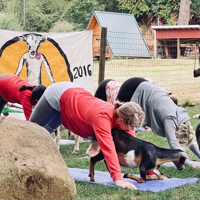 Original Goat Yoga Experience at Original Goat Yoga in Oregon City, OR ...