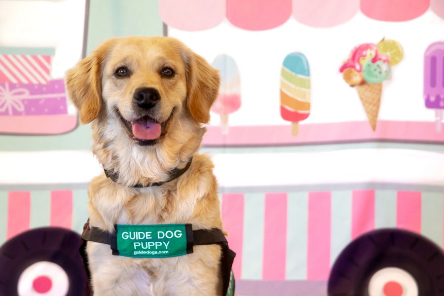 Guide Dogs for the Blind - Puppy Raising Info Meeting & Ice Cream ...