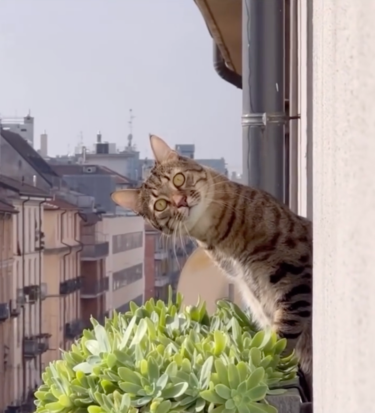 Cat Video Fest 2025 at PAM CUT's Tomorrow Theater in Portland, OR ...