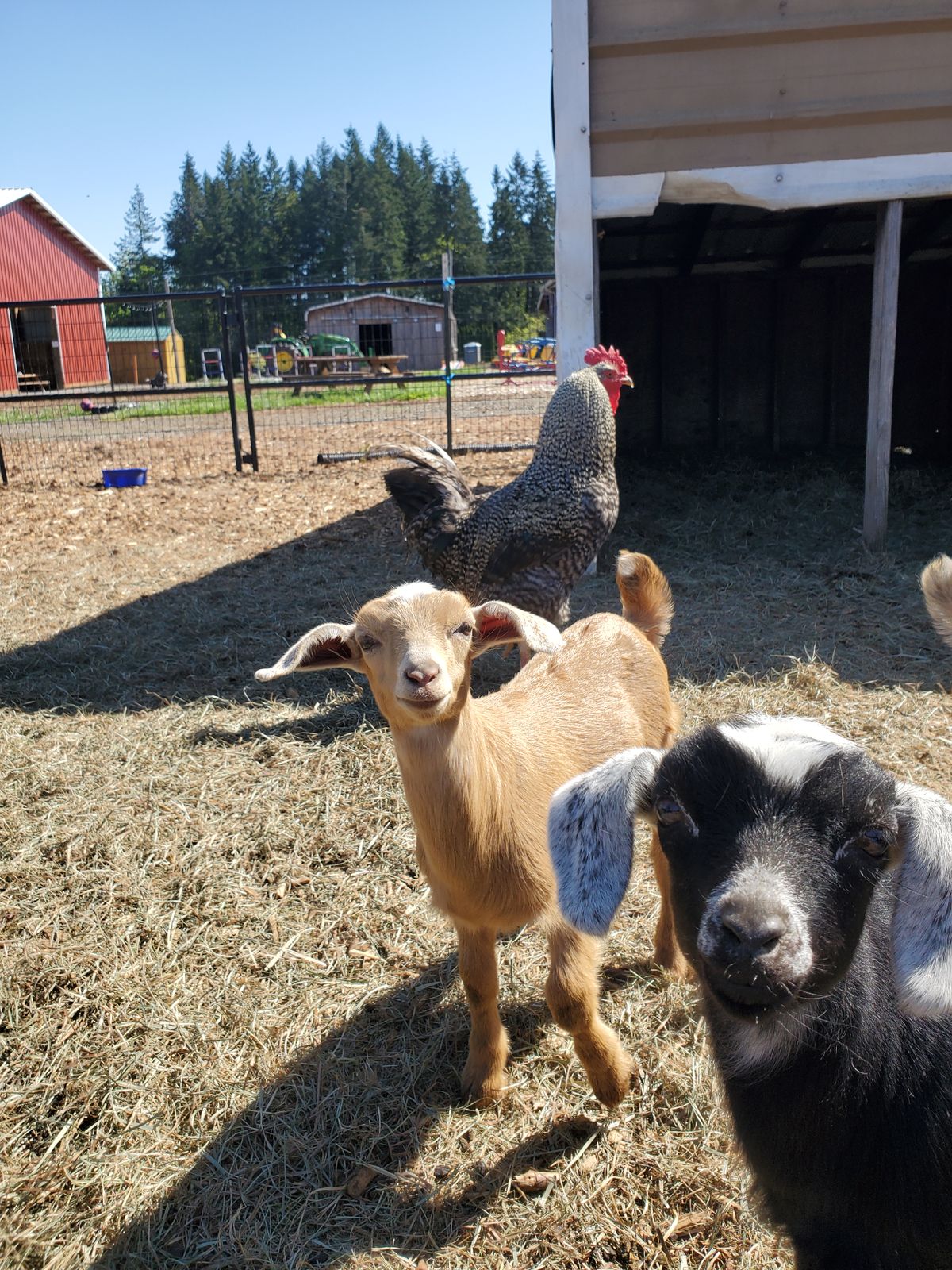 Bounce, Play, and Feed the Animals of Frog Pond Farm at Frog Pond Farm ...