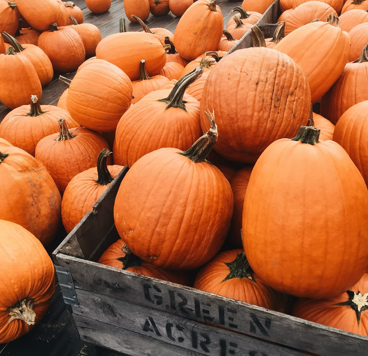 Yesteryear Farms Pumpkin Picking, Corn Maze & Fall Activities at ...