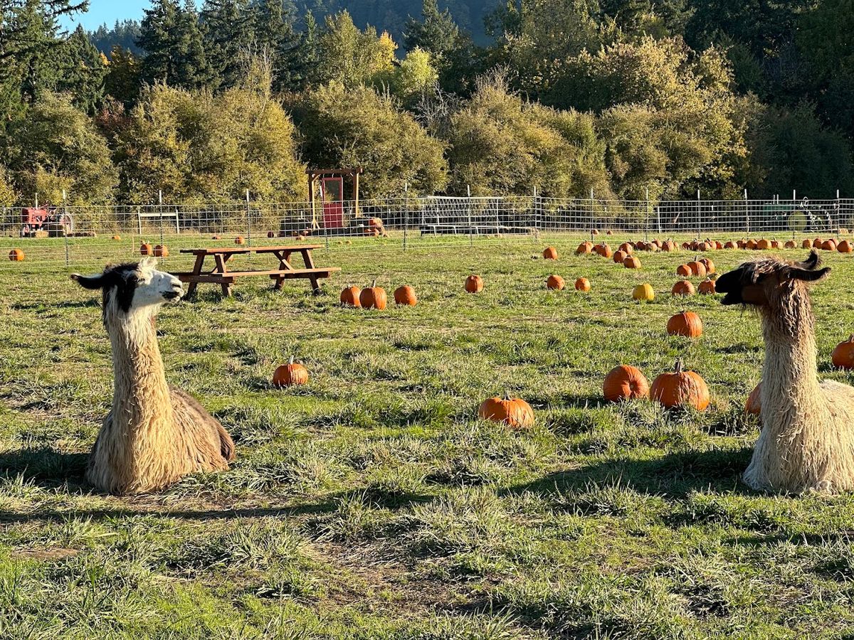 Conquer the Maze • Lead a Llama • Pick a Pumpkin • Make a Memory at Frog Pond Farm at Frog Pond ...