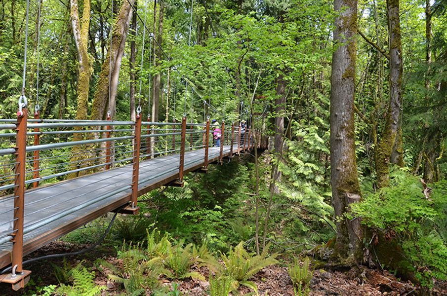 Forest Bathing in the Ravine at Bellevue Botanical Garden in Bellevue ...