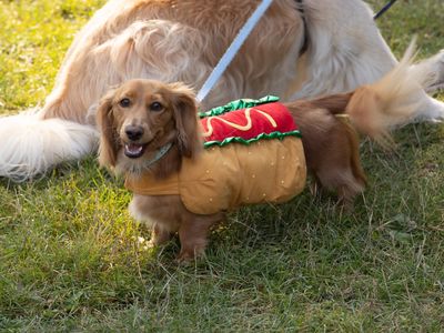 Northwest Tea Festival at Seattle Center Exhibition Hall in Seattle, WA ...