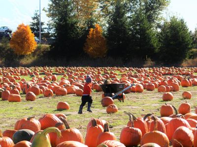 Northwest Tea Festival at Seattle Center Exhibition Hall in Seattle, WA ...