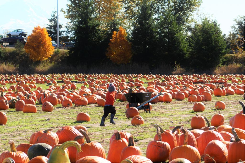 Your Guide to 2025 Fall Festivities Around Seattle - EverOut Seattle