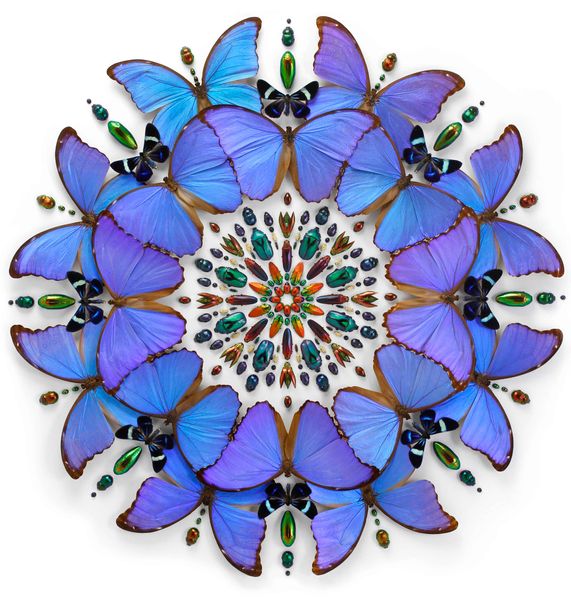Christopher Marley: Exquisite Creatures at 900 Alaskan Way in Seattle ...