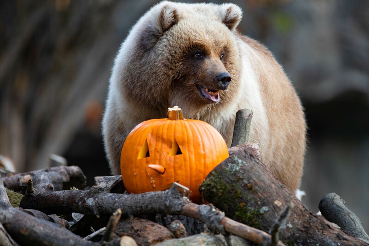 Woodland Park Zoo's Pumpkin Bash at Woodland Park Zoo in Seattle, WA ...