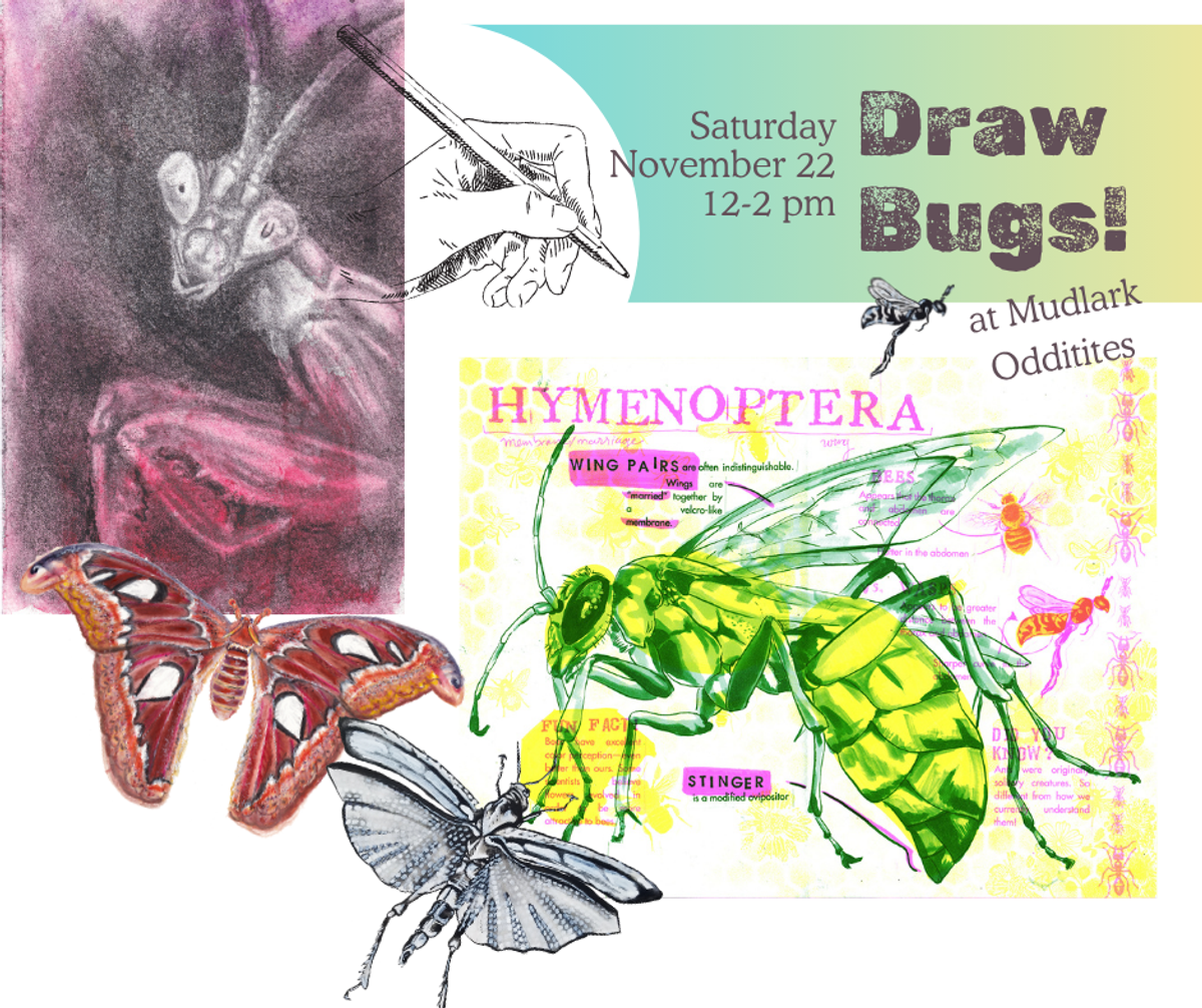 Draw Bugs: Learn About Insect Anatomy at Mudlark Oddities in Seattle ...