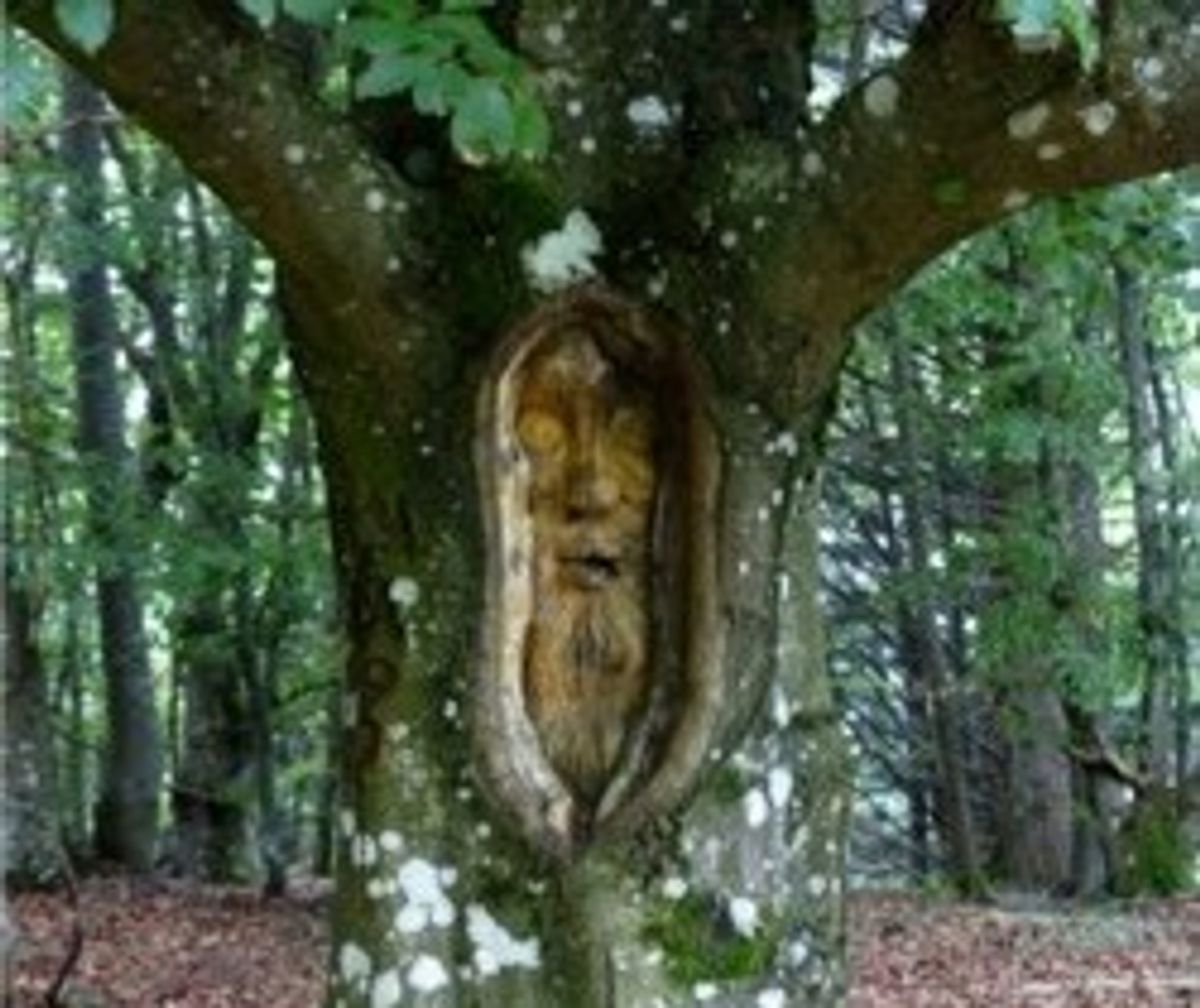 The Lives of Trees: Human and Tree Biology and Ecology at Bellevue ...