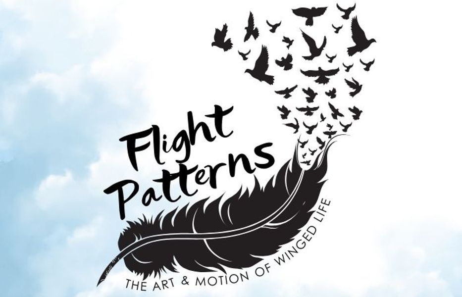 Flight Patterns: The Art & Motion of Winged Life at The District Plaza ...