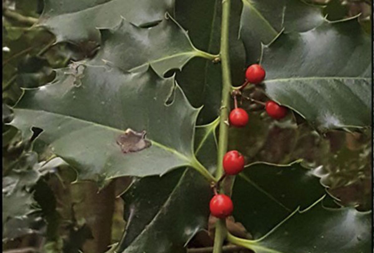 Science Pub: A Holiday Plant Gone Rogue, The Spread of English Holly in ...