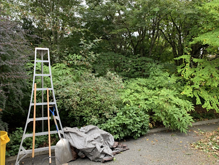 PlantAmnesty: Renovation Techniques for an Overgrown Yard at Bellevue ...