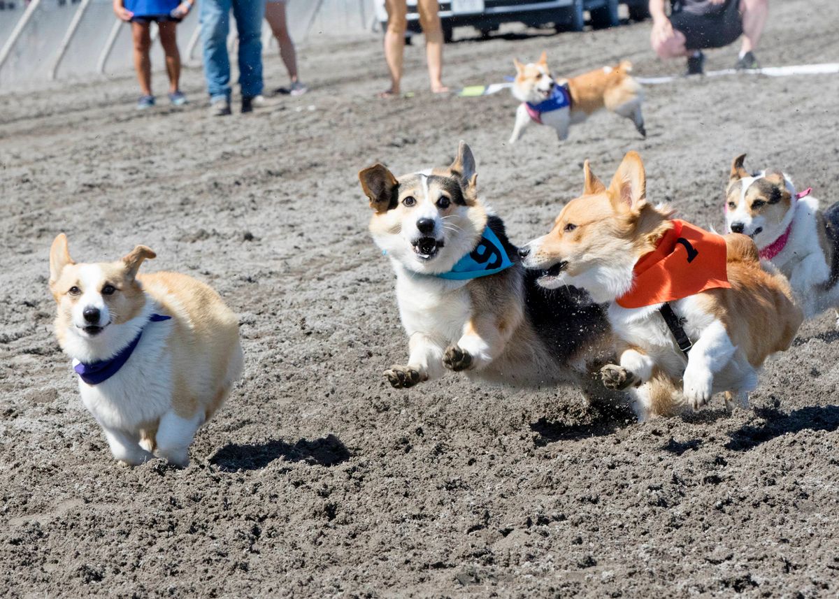 2026 Corgi World Championship Races at Emerald Downs in Auburn, WA ...