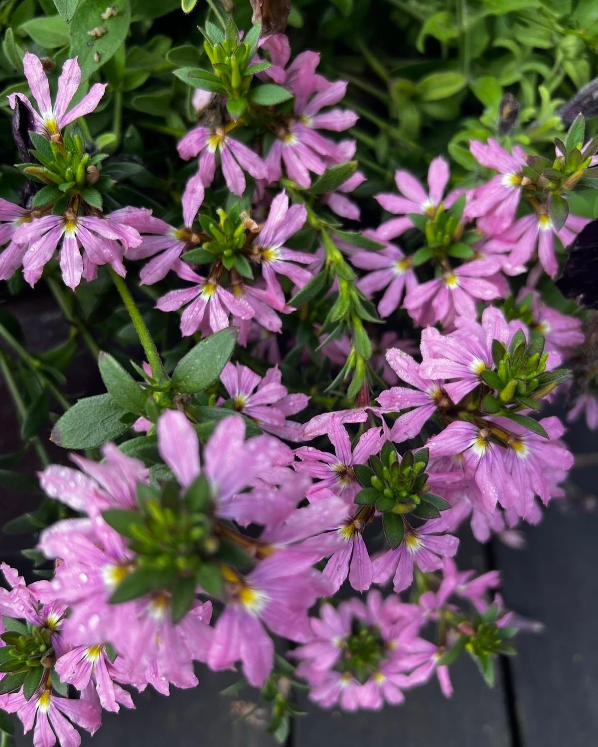 Native Plants 101: Pollinator Pathways at UW Botanical Gardens in ...