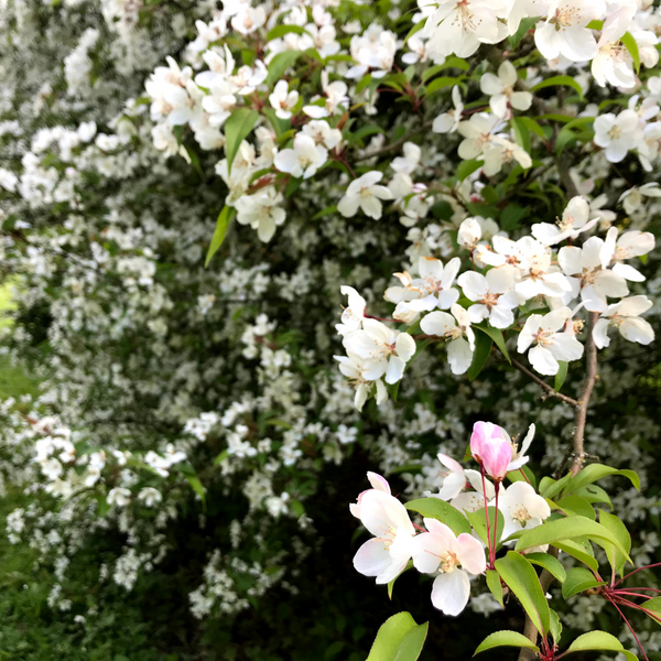 Native Plants 101: Native Plant Identification and Gardening at UW ...