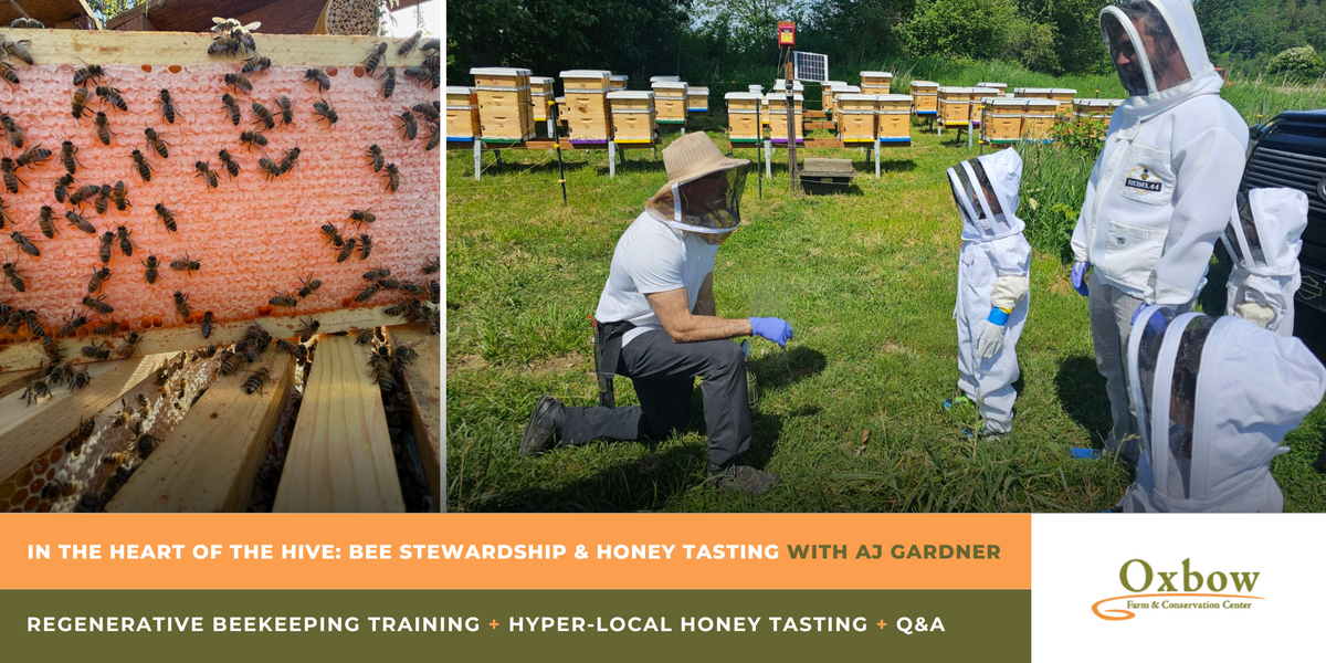In The Heart of the Hive: Bee Stewardship & Hyper Local Honey Tasting ...