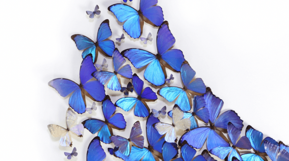 Exquisite Creatures Revealed at Oregon Museum of Science and Industry ...