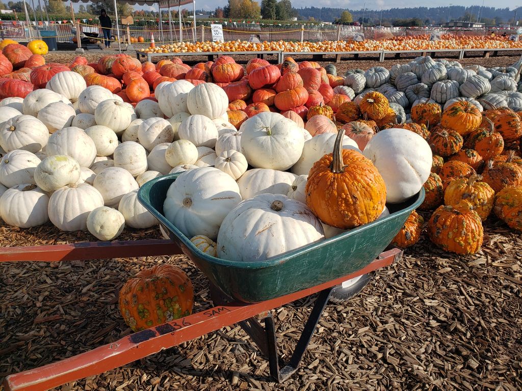 Seattle Pumpkin Patches and Farms Worth Visiting During Harvest Season ...